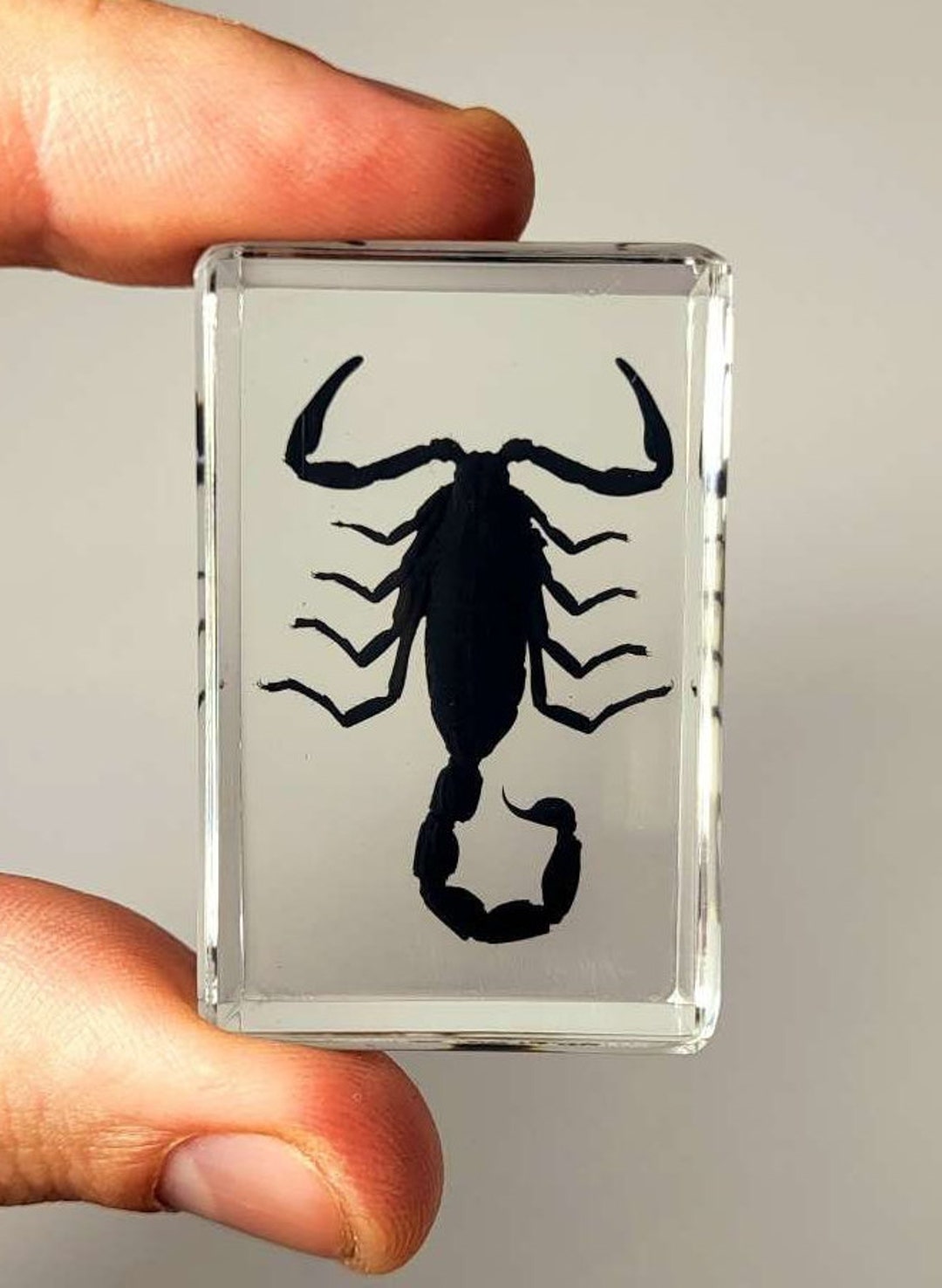 Real Black Scorpion in Clear Lucite Resin 44x28mm Preserved Taxidermy ...