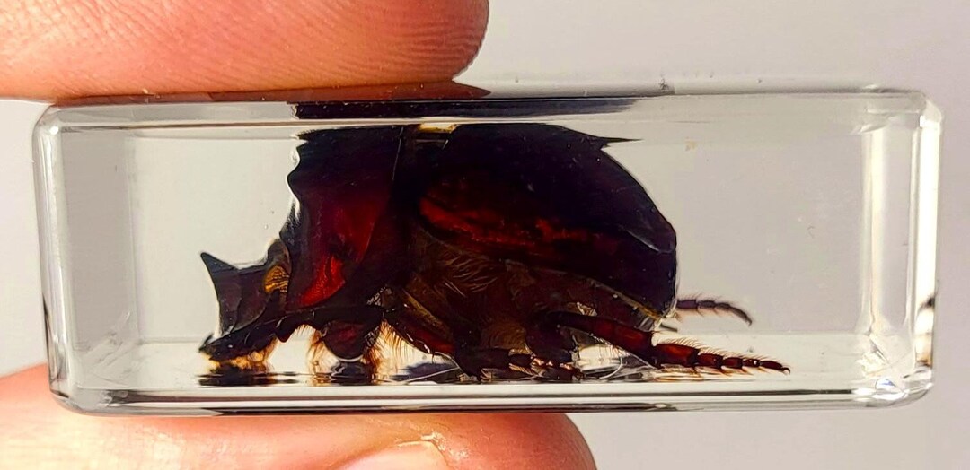 Real Dung Beetle W/ Small Horn in Clear Lucite Resin 44mm Preserved ...