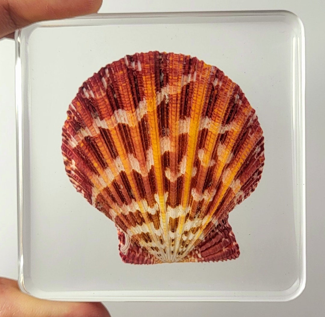 Real Royal Cloak Scallop Shell in Clear Lucite Resin 75mm Paperweight Cryptopecten Gloripallium ...