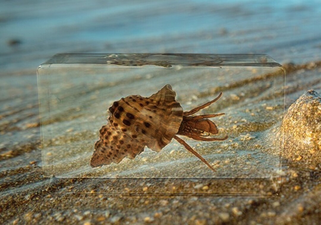 Real Hermit Crab in Clear Lucite Resin 72mm Preserved Sea Animal ...