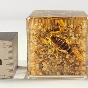 Real Golden Scorpion on Stone Pebbles in Clear Lucite Resin 40mm Cube ...
