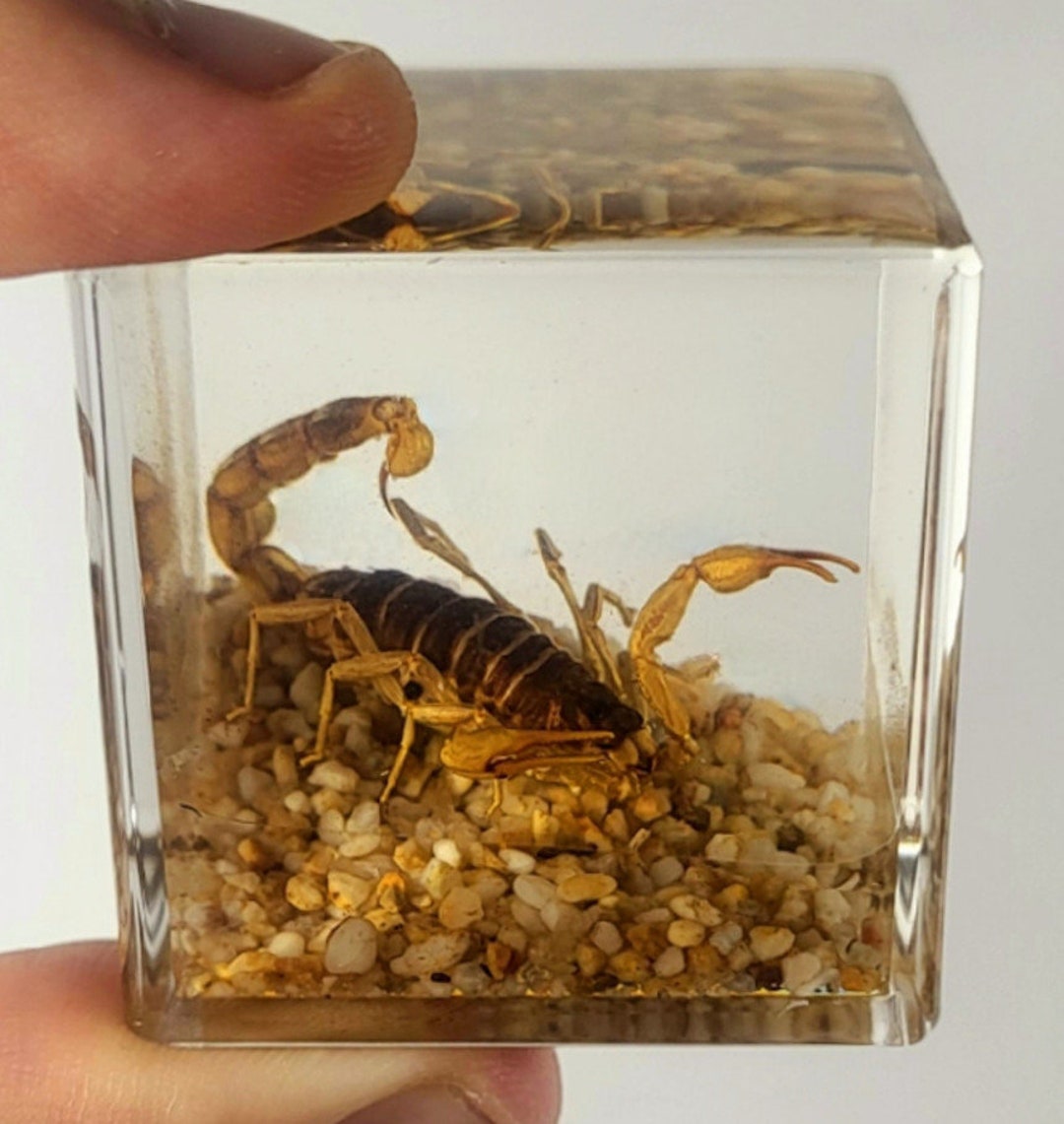 Real Golden Scorpion on Stone Pebbles in Clear Lucite Resin 40mm Cube ...