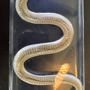 Chinese Water Snake Encased in Clear Lucite Resin Paperweight 160mm ...