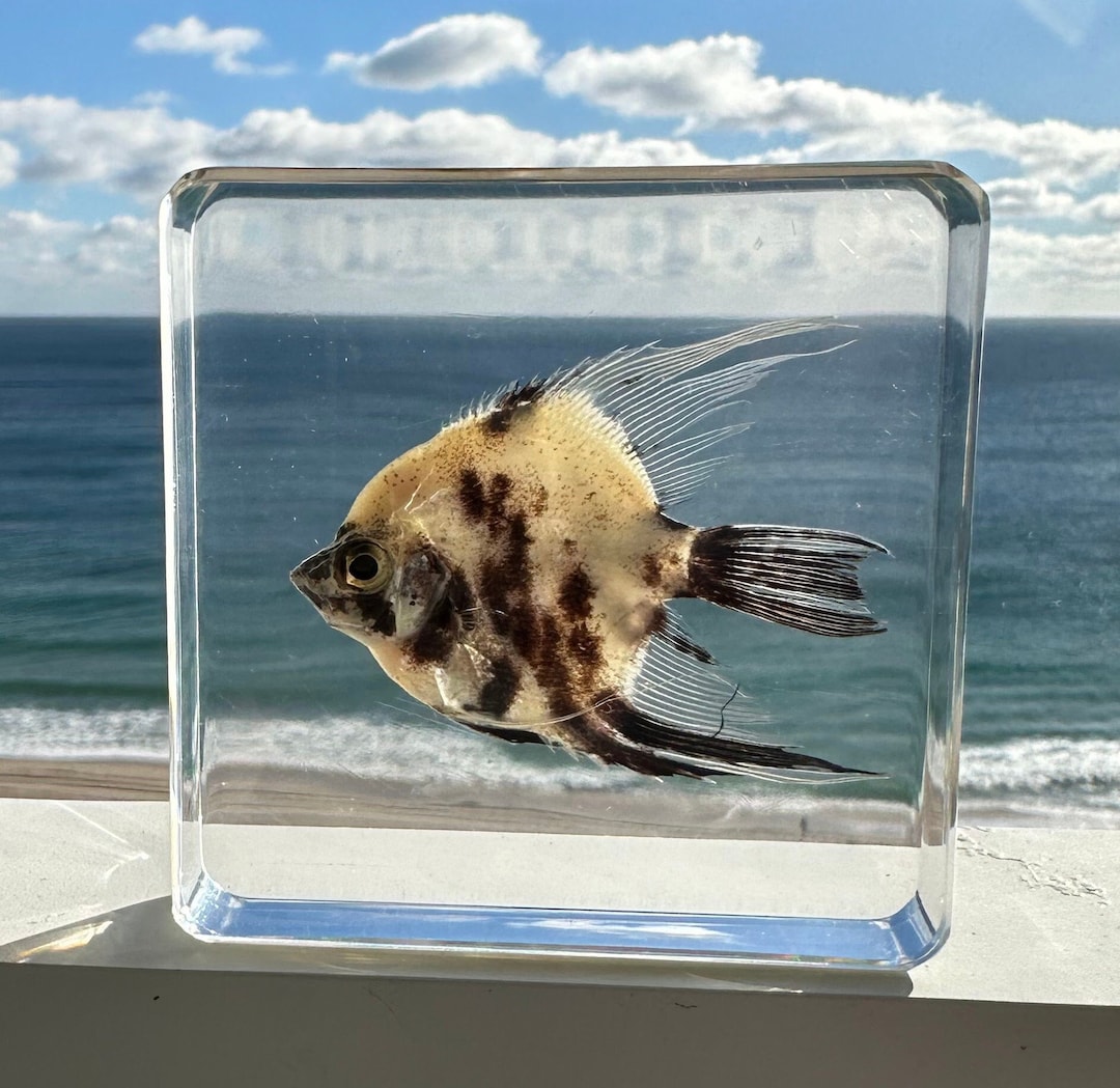 Real Fish in Crystal Clear Lucite Resin Specimen 75mm Preserved ...