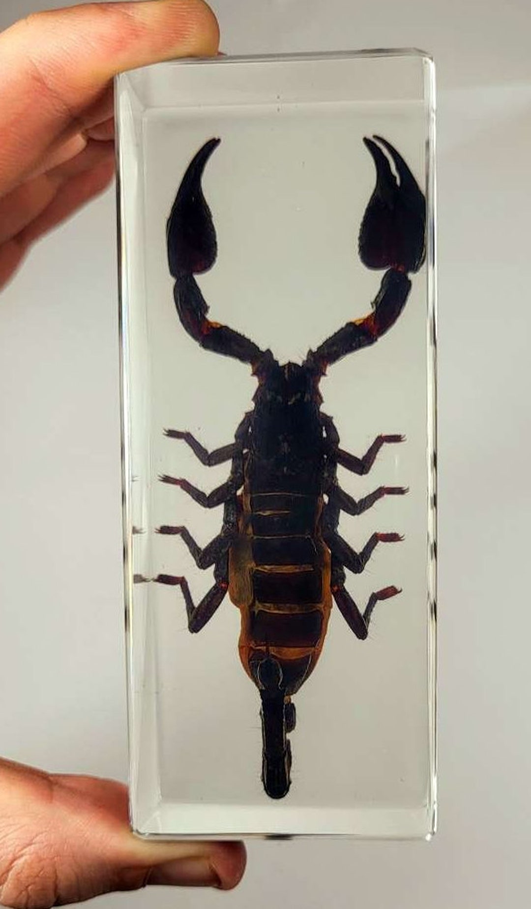 Large Real Black Scorpion in Clear Lucite Resin 109mm Preserved ...