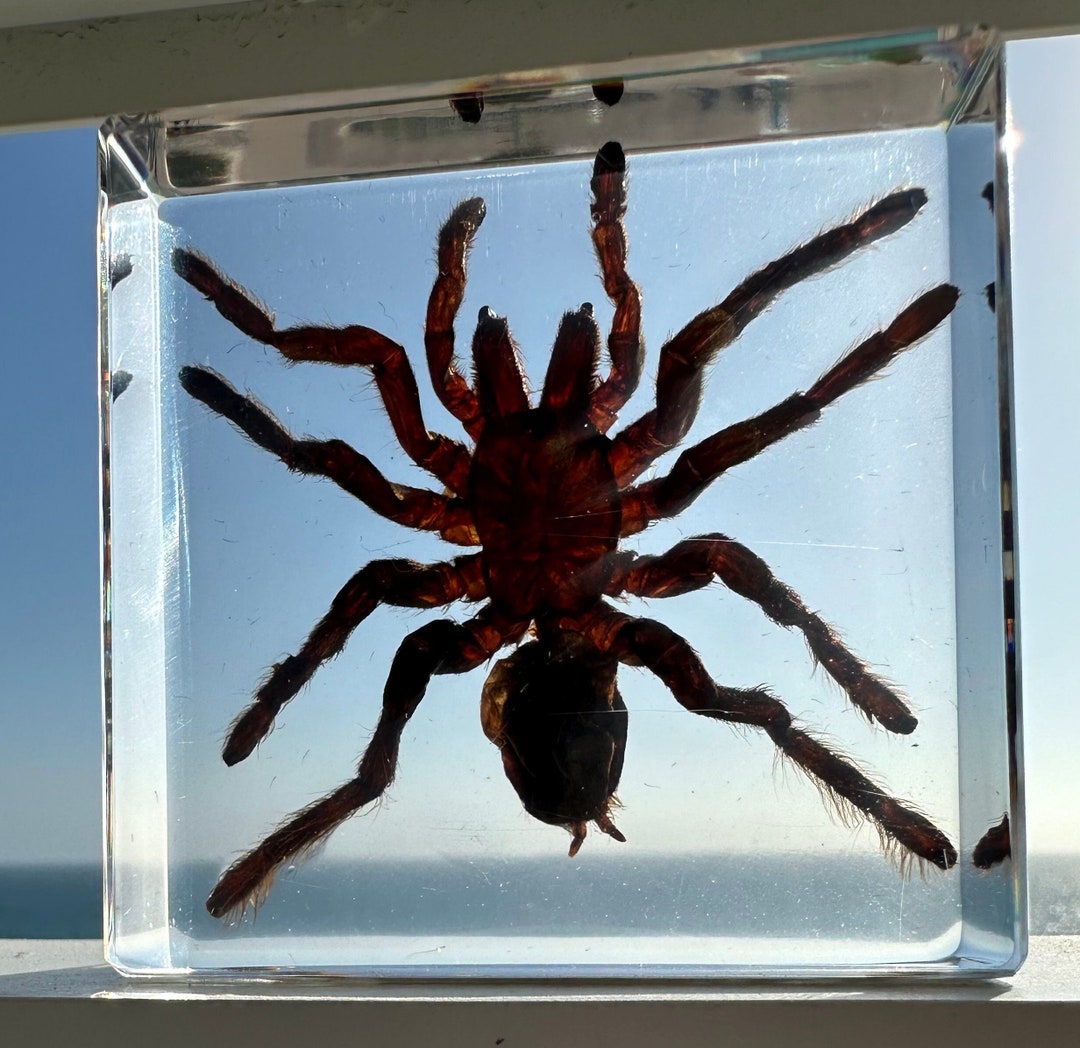 Real Tarantula Selenocosmia Huwena Spider in Clear Lucite Resin Square ...