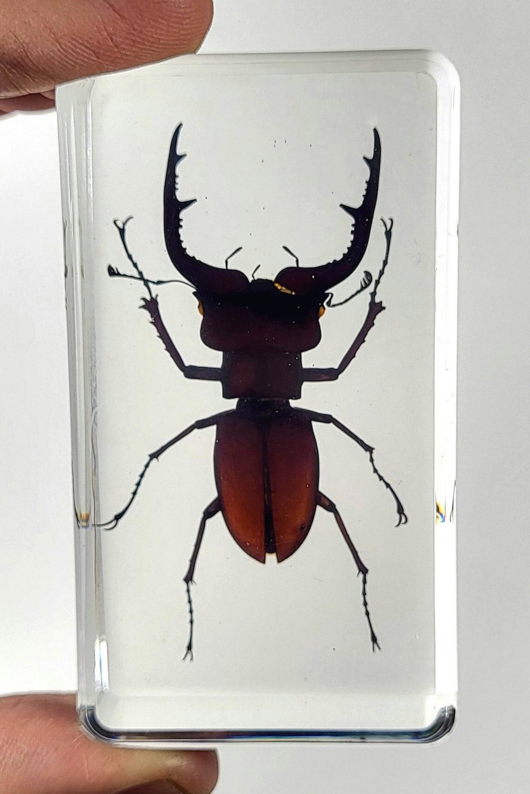 Real Stag Beetle Lucanus Fortunei Saunders Male in Clear Lucite 74mm ...