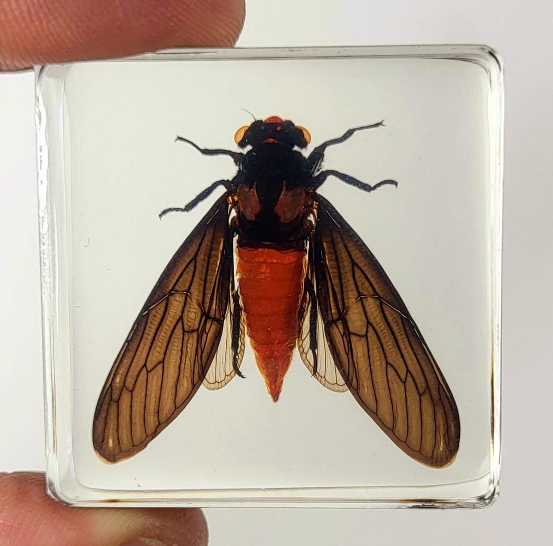 Real Red Cicada in Clear Lucite Resin Small 38mm Preserved Hueschy ...