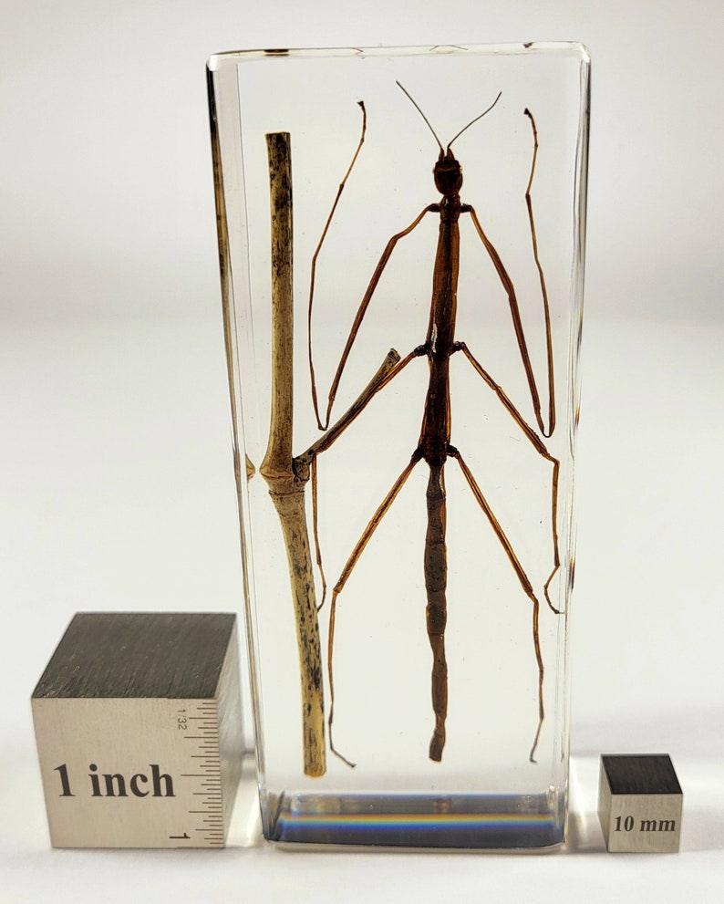 Real Stick Insect Phasmatodea Bug in Clear Lucite Resin 110mm Preserved ...