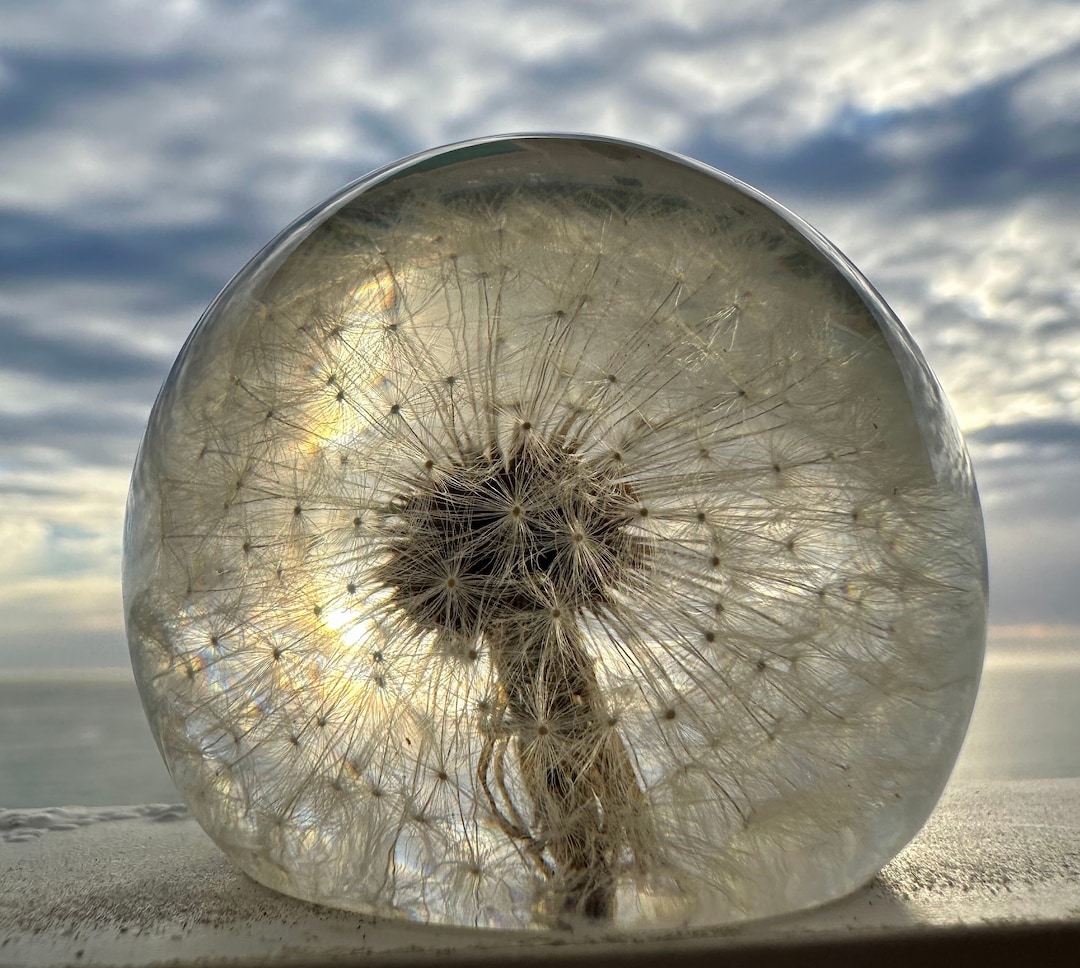 Real Dandelion in Crystal Clear Lucite Resin Specimen 60x51mm Botanist ...
