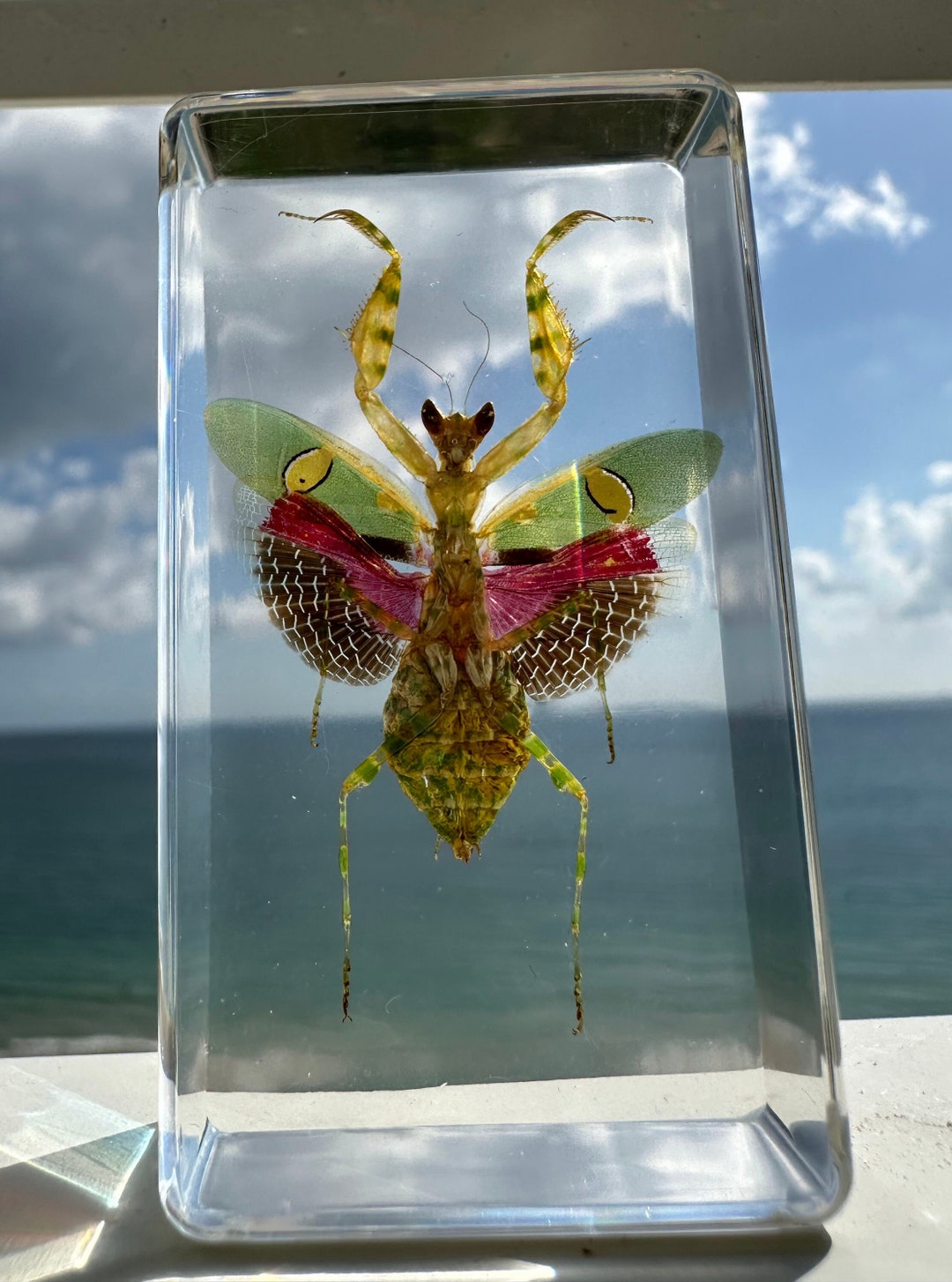 Real Jeweled Flower Mantis in Clear Lucite Resin 73mm Preserved Insect ...