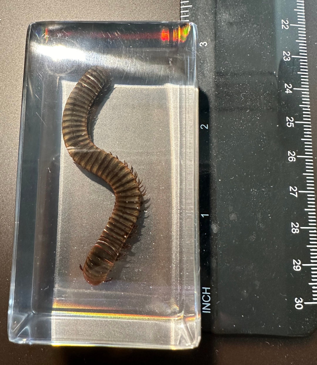 Real Millipede in Clear Lucite Resin 73mm Preserved Insect Taxidermy ...