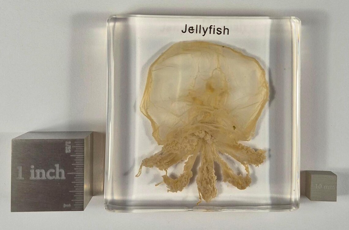 Real Jellyfish in Clear Lucite Resin Specimen 75mm Preserved Sea Marine ...