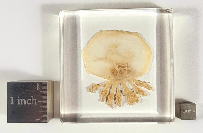 Real Jellyfish in Clear Lucite Resin Specimen 75mm Preserved Sea Marine ...