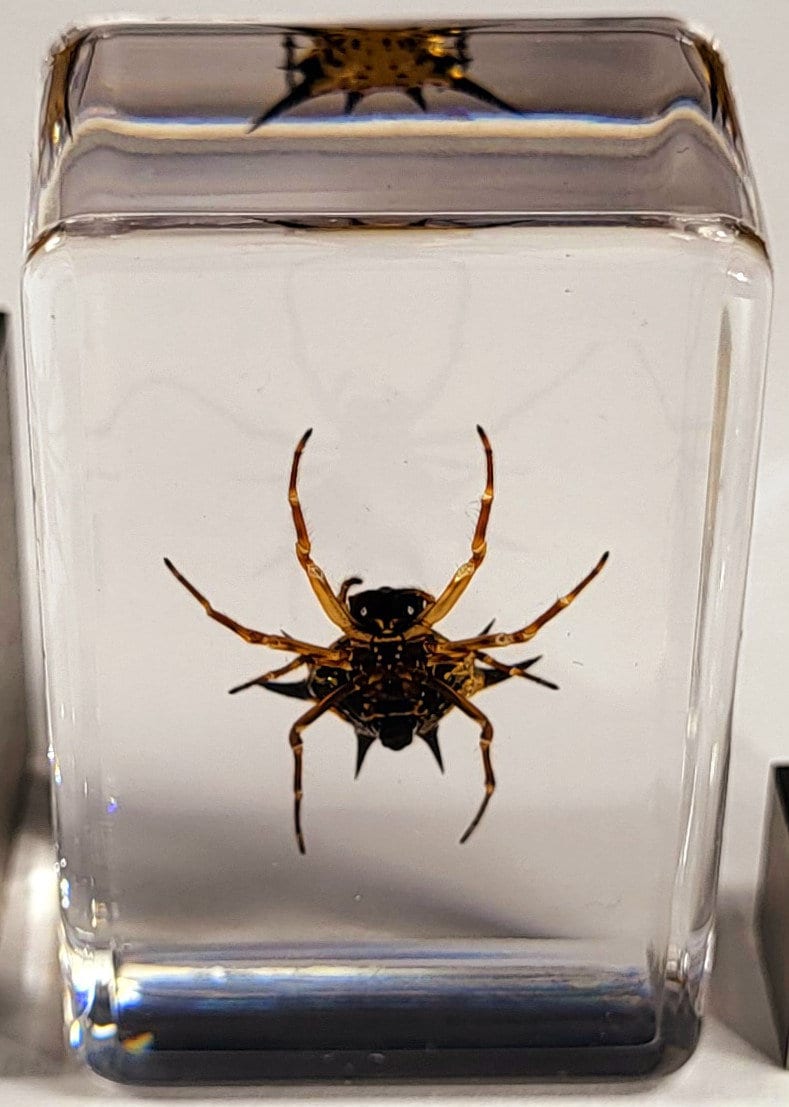 Real Spiny Spider in Clear Lucite Resin 44mm Preserved Taxidermy ...