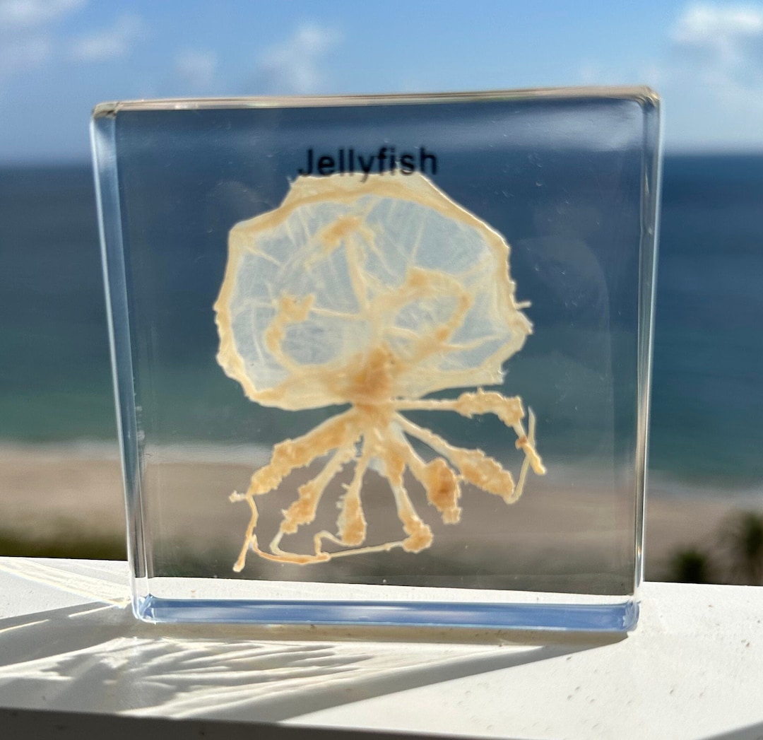 Real Jellyfish in Clear Lucite Resin Specimen 75mm Preserved Sea Marine ...