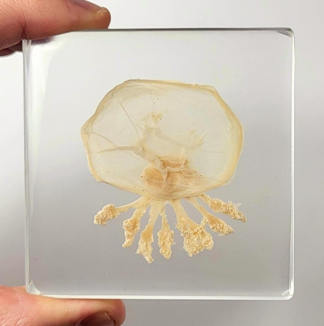 Real Jellyfish in Clear Lucite Resin Specimen 75mm Preserved Sea Marine ...