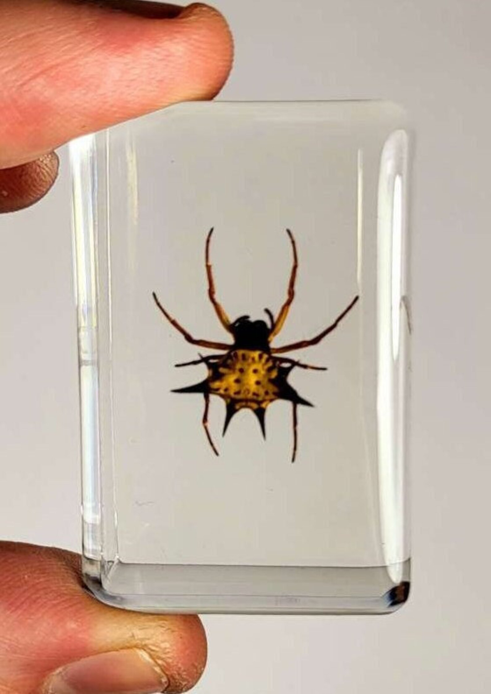 Real Spiny Spider in Clear Lucite Resin 44mm Preserved Taxidermy ...