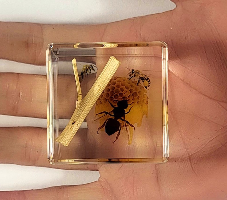 Real Honey Bee Honeybee W/ Decoration in Clear Lucite Resin 40mm Cube ...