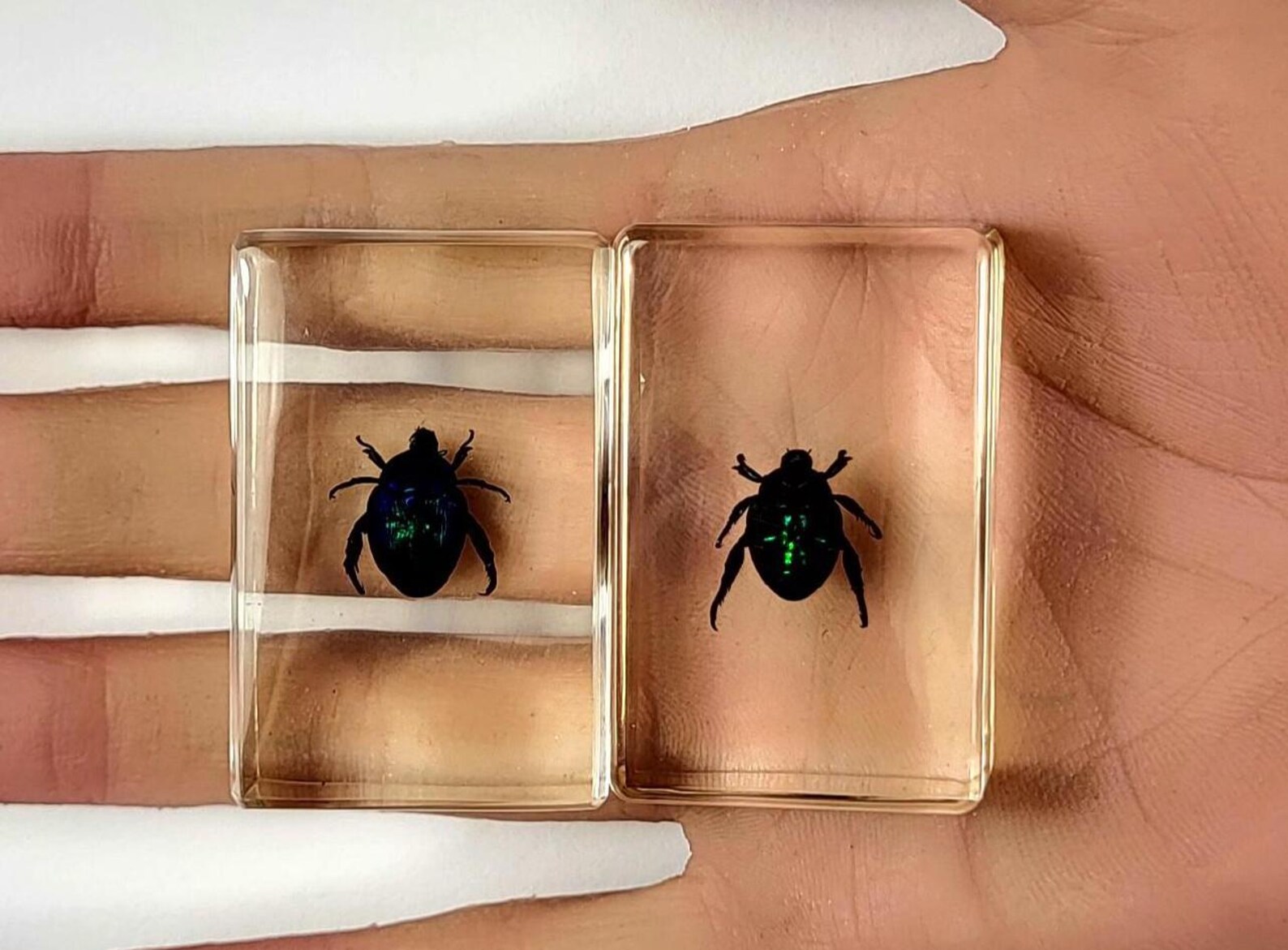 Real Blue Japanese Scarab Fruit Beetle in Clear Lucite Resin 44mm ...