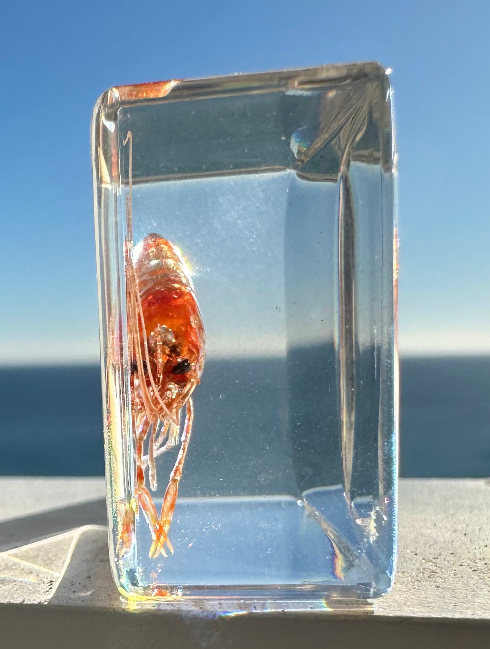 Real Shrimp in Clear Lucite Resin 44mm Preserved Oriental Freshwater ...