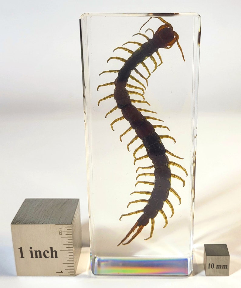 Large Real Black Centipede in Clear Lucite Resin Paperweight 109mm ...
