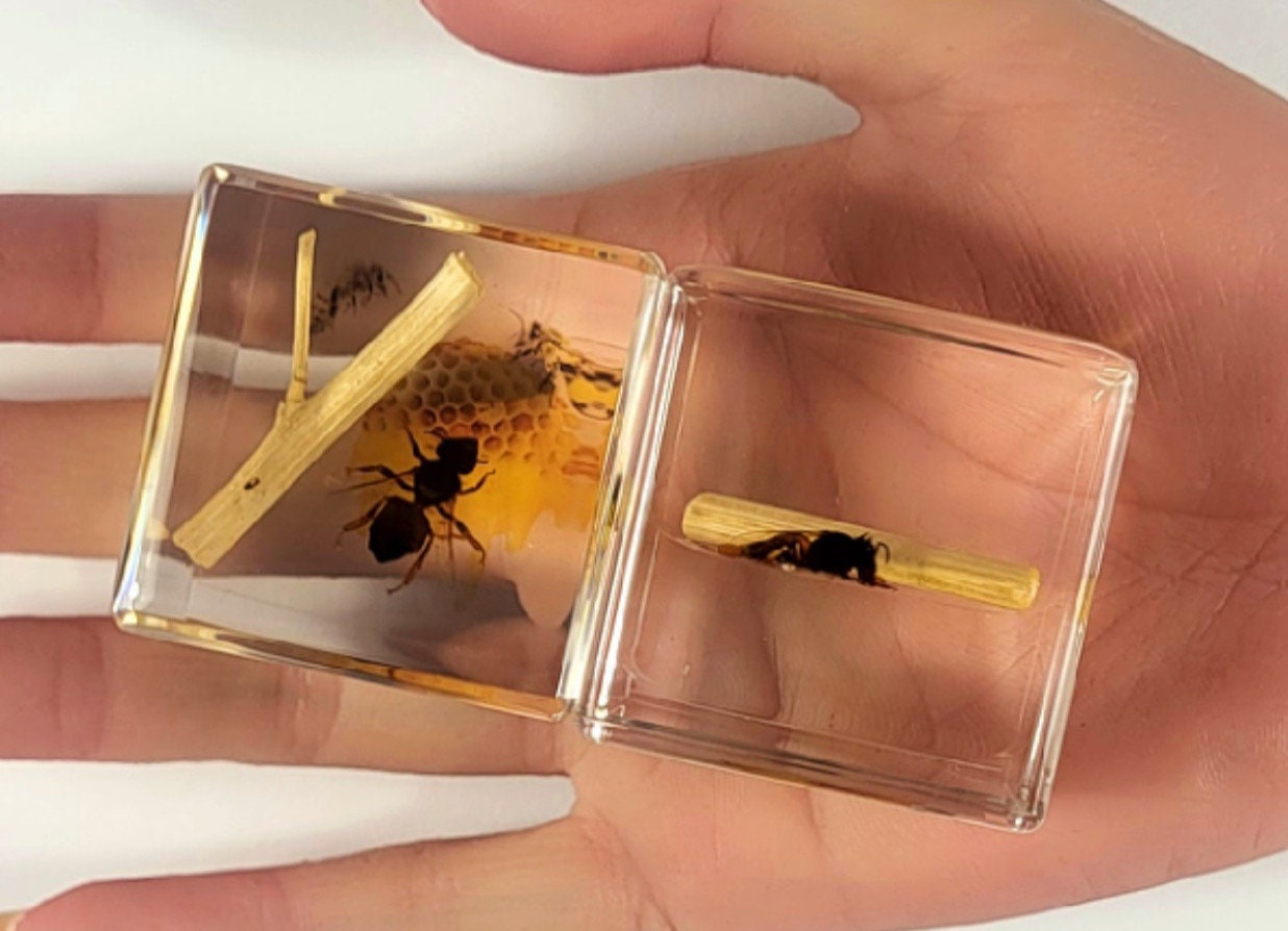Real Honey Bee Honeybee W/ Decoration in Clear Lucite Resin 40mm Cube ...