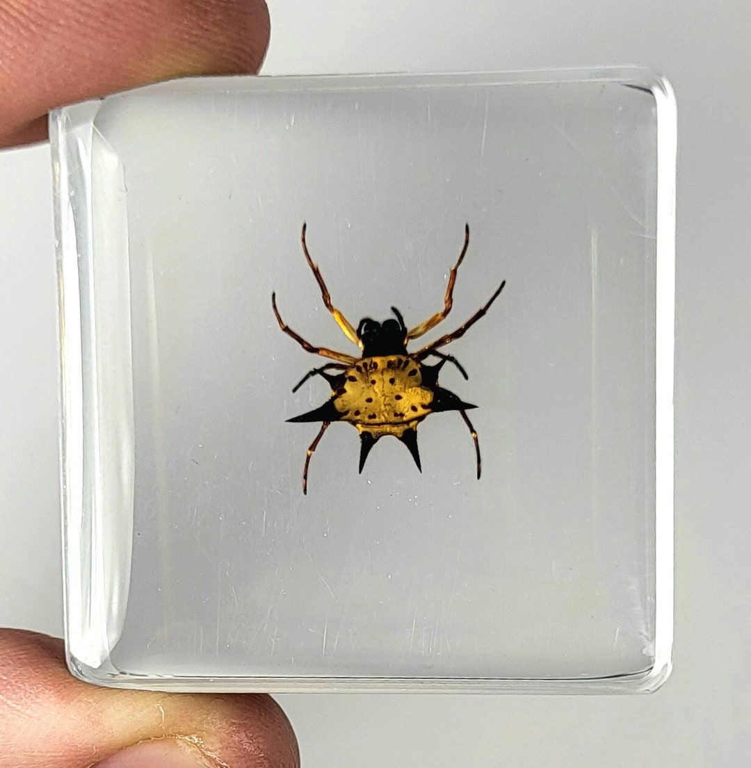 Real Spiny Spider in Clear Lucite Resin Small 38mm Preserved Arachnoids ...