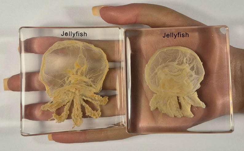 Real Jellyfish in Clear Lucite Resin Specimen 75mm Preserved Sea Marine ...