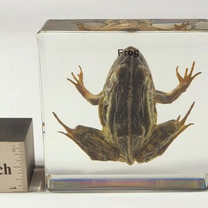 Real Frog in Clear Lucite Resin Paperweight 74mm Preserved Taxidermy ...