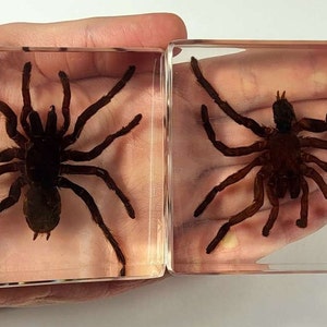Real Tarantula Selenocosmia Huwena Spider in Clear Lucite Resin Square ...