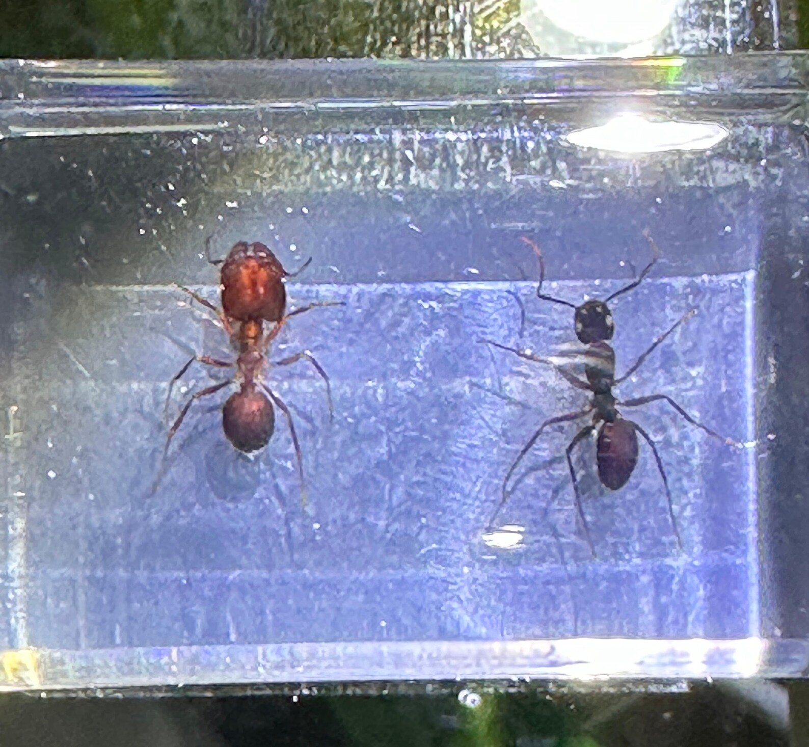 Real Weaver Ant & Red Giant Ant Pair in Clear Lucite Resin 44mm ...