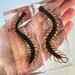 Large Real Black Centipede in Clear Lucite Resin Paperweight 109mm ...