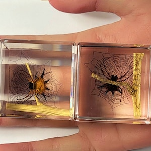 Real Spiny Spider on Web W/ Wood Décor in Clear Lucite Resin 40mm Cube ...