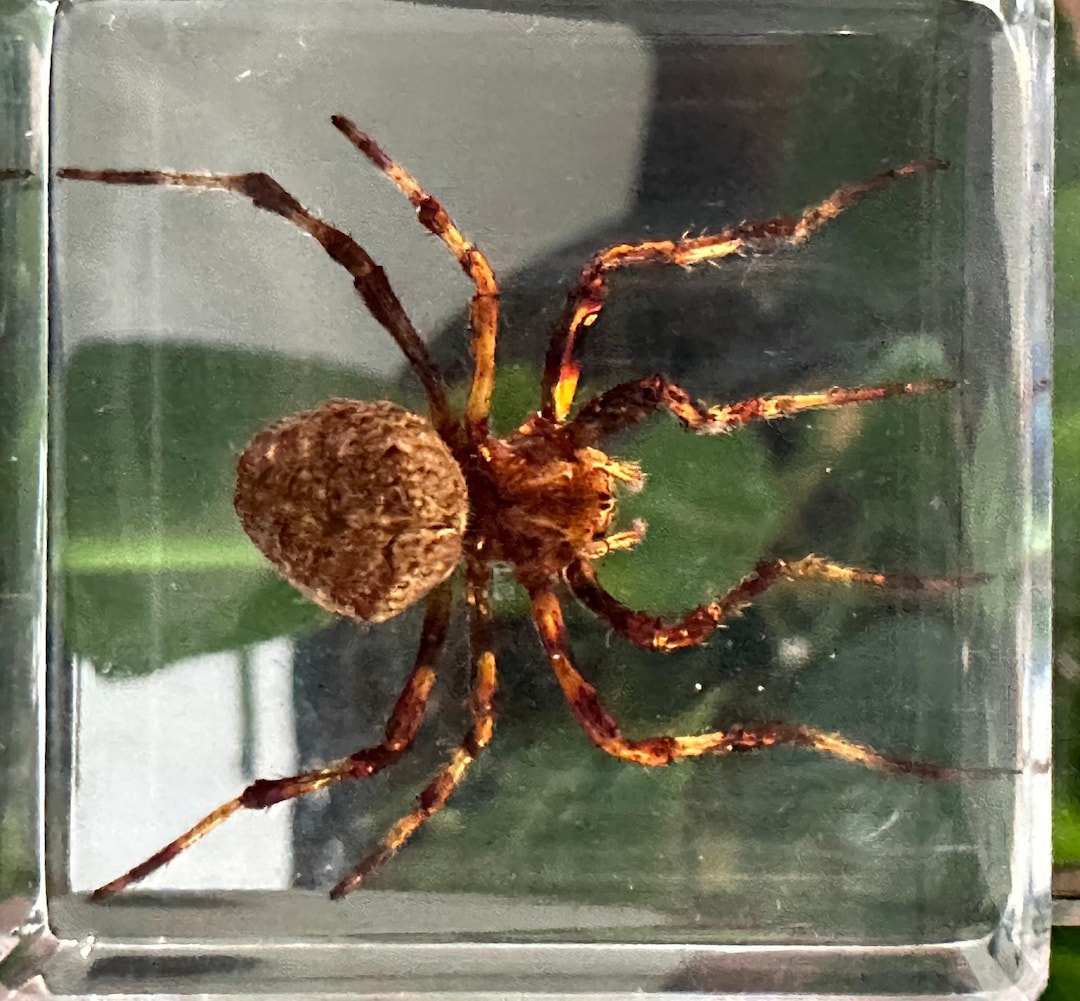 Real Wolf Spider in Clear Lucite Resin Small 38mm Preserved Taxidermy ...