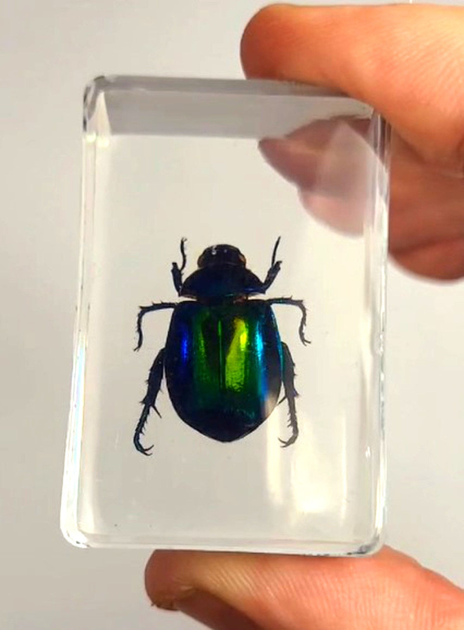 Real Colorful Scarab Beetle in Clear Lucite Resin 44mm Preserved ...