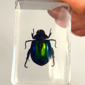 Real Colorful Scarab Beetle in Clear Lucite Resin 44mm Preserved ...