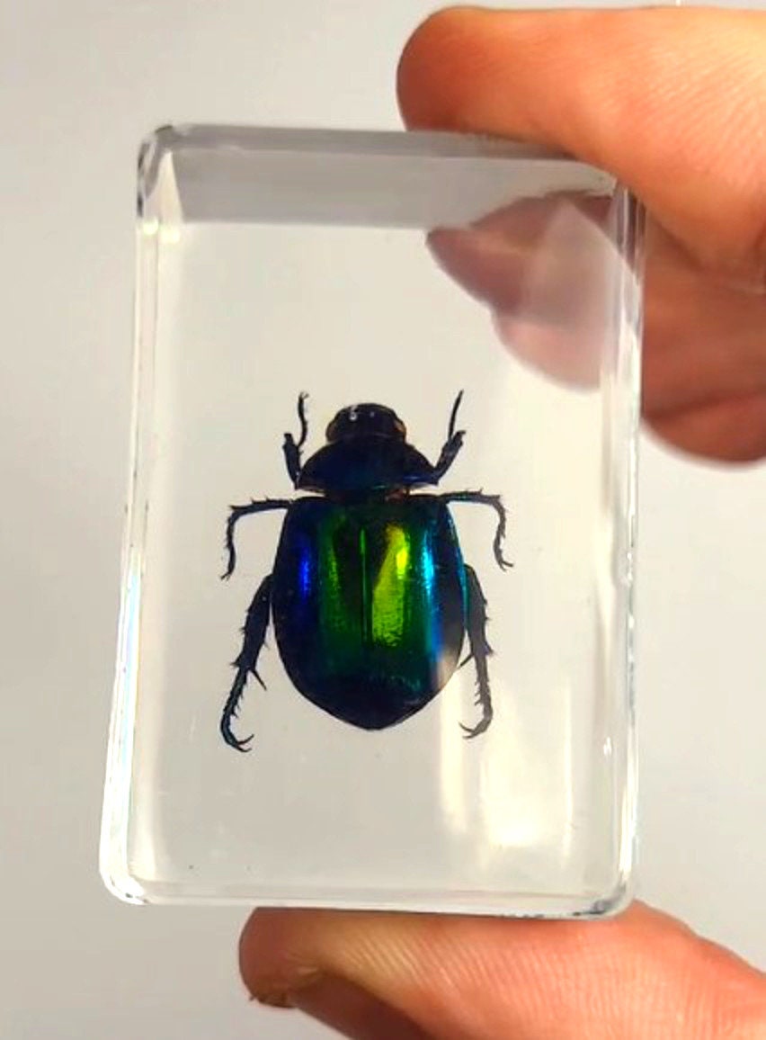 Real Colorful Scarab Beetle in Clear Lucite Resin 44mm Preserved ...