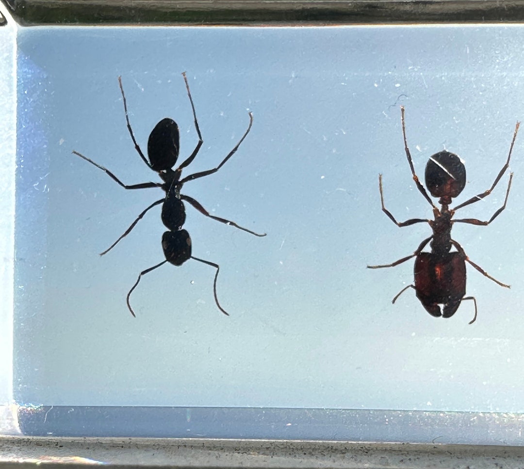 Real Weaver Ant & Red Giant Ant Pair in Clear Lucite Resin 44mm ...