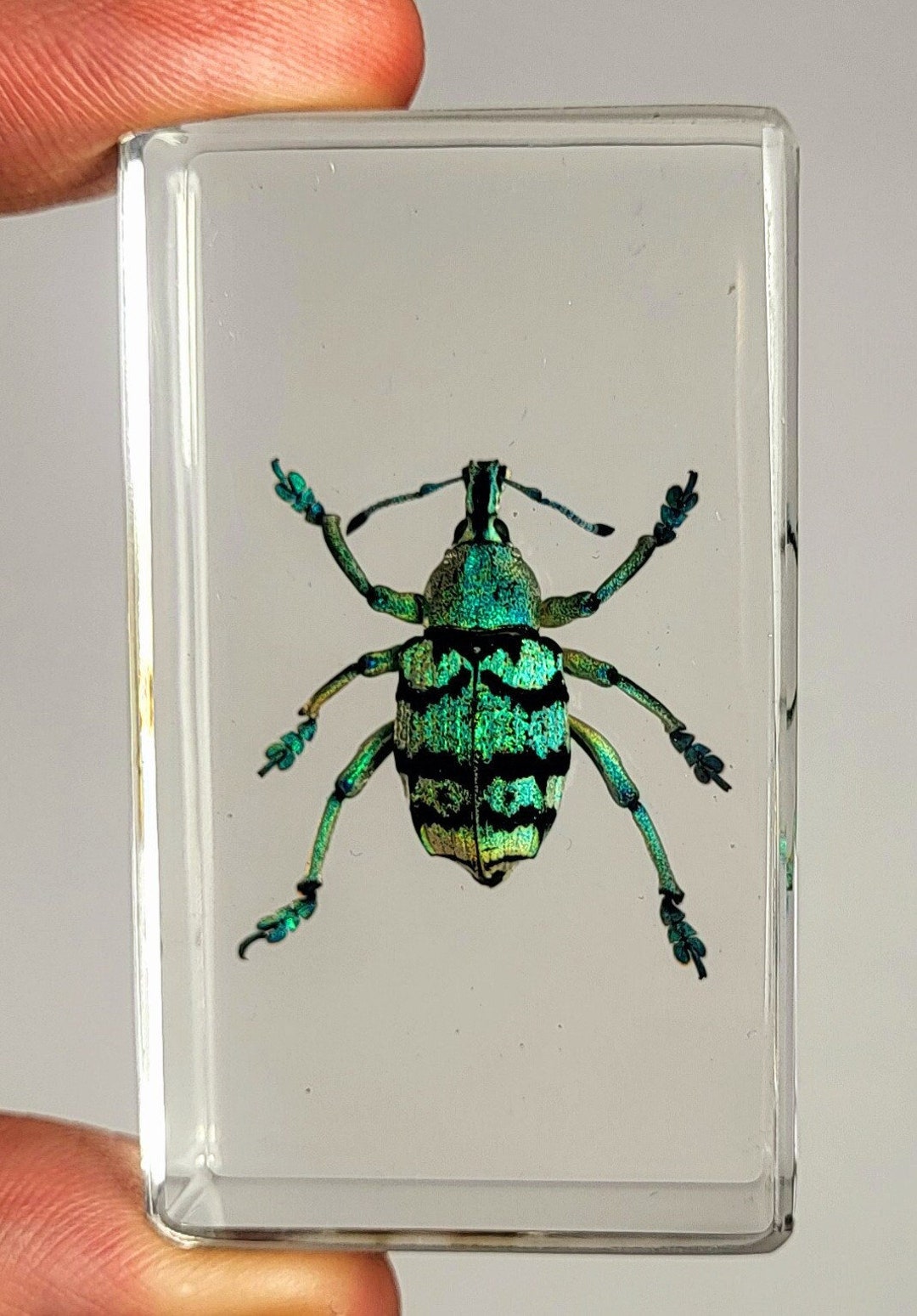 Real Turquoise Weevil Eupholus Chevrolati Beetle in Clear Lucite Resin ...