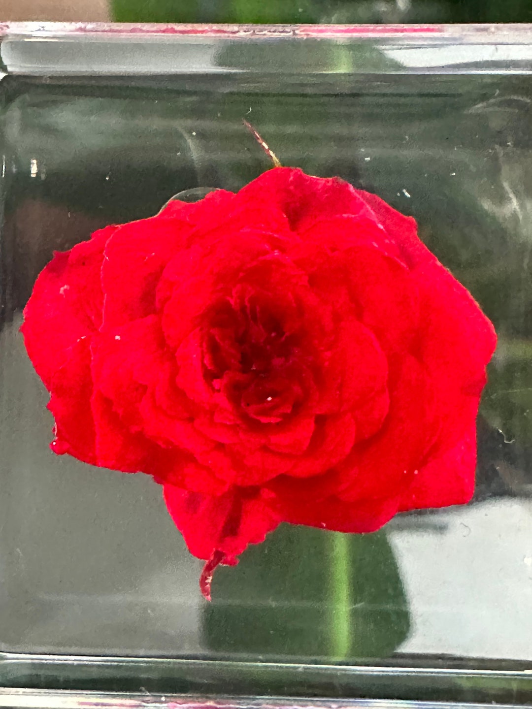Real Chinese Rose Rosa Chinensis Flower in Crystal Clear Lucite Resin ...