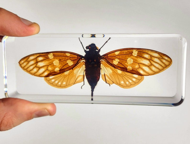 Real Cicada in Clear Lucite Resin, Real Cicada W/ Open Wings, Spotted ...