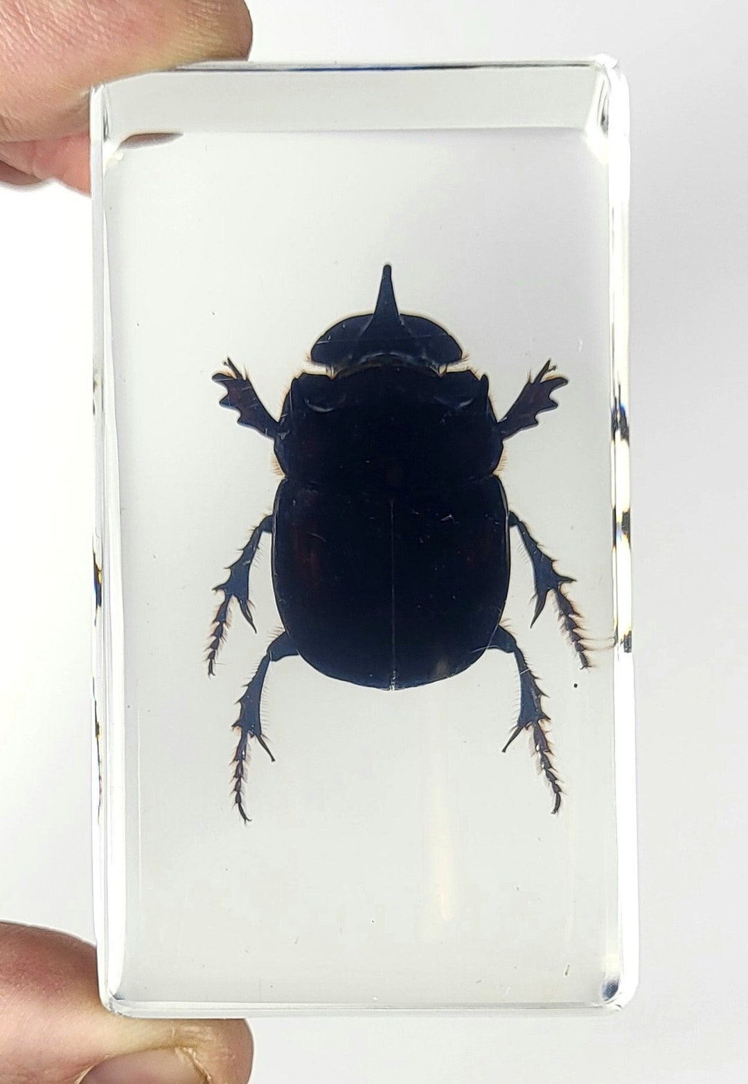 Real Dung Beetle W/ Horn in Clear Lucite Resin Paperweight 72mm ...