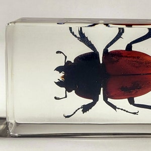 Real Stag Beetle Neolucanus Swinhoei in Clear Lucite 72mm Preserved ...