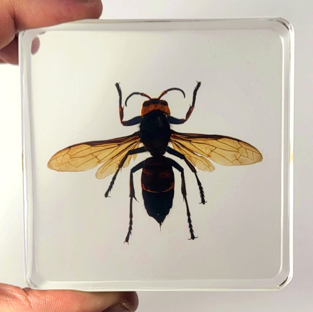 Real Asian Giant Hornet W/ Open Wings in 75mm Square Clear Lucite Resin ...