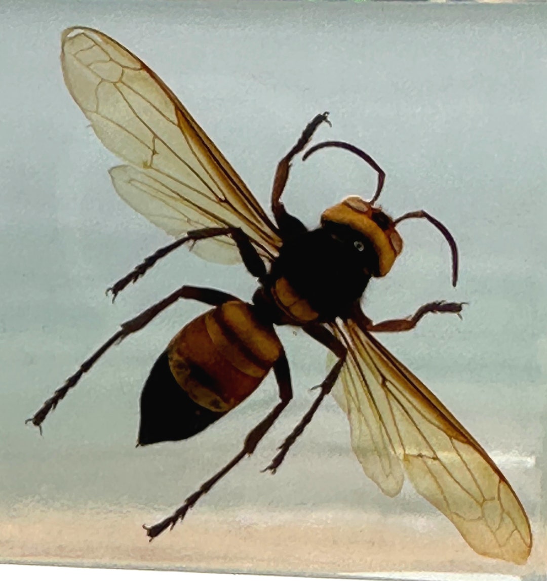 Real Asian Giant Hornet W/ Open Wings in Clear Lucite Resin 57mm ...