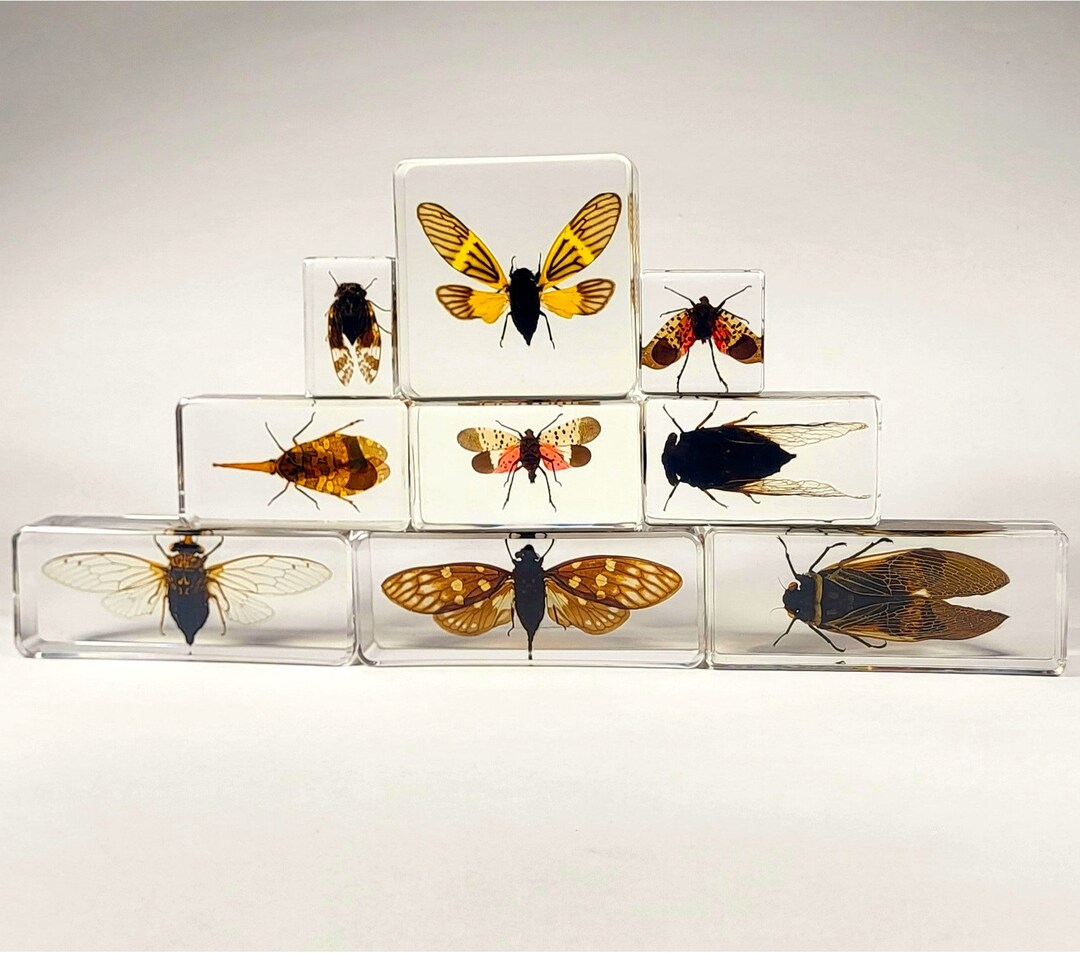 Real Cicada in Clear Lucite Resin, Real Cicada W/ Open Wings, Spotted ...
