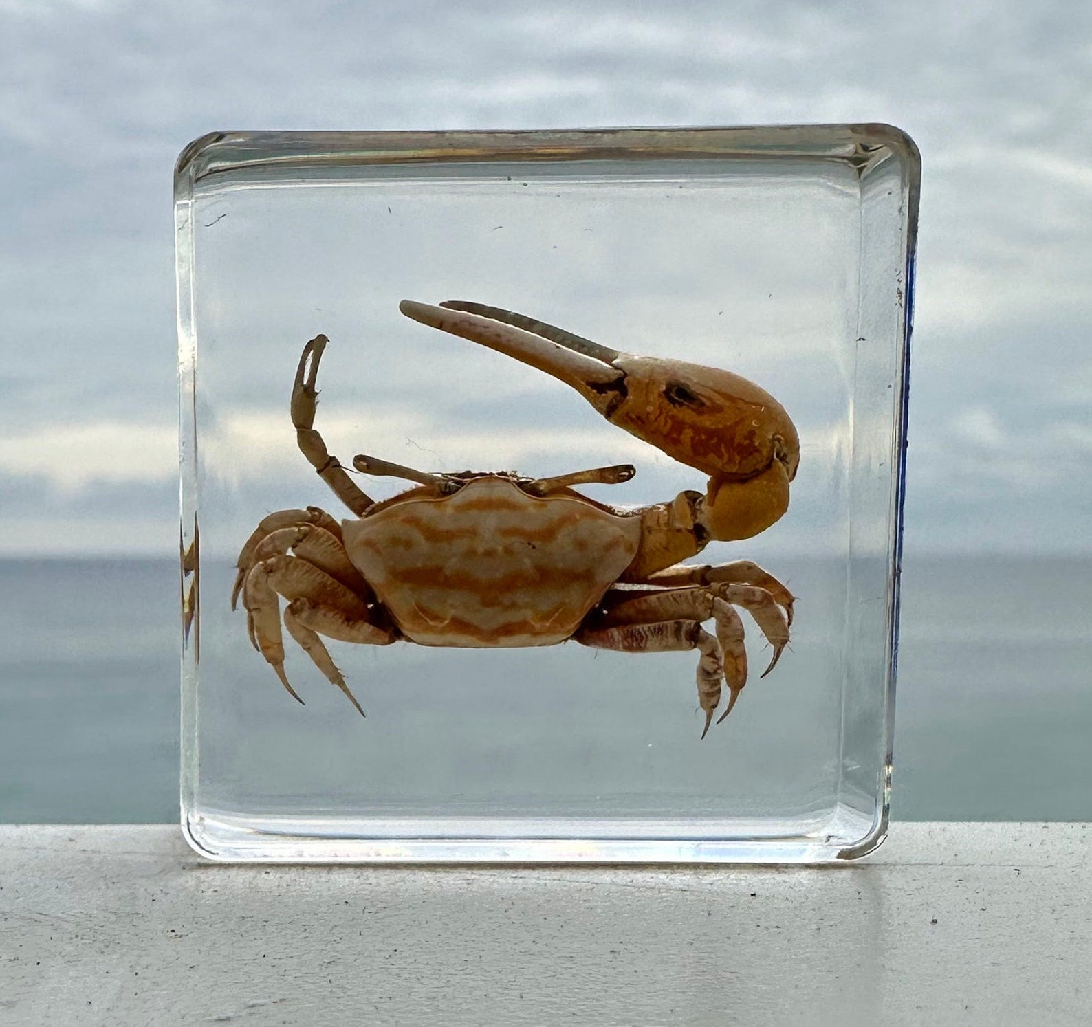 Real Golden Fiddler Crab in Clear Lucite Resin 38mm Preserved Taxidermy ...