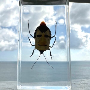 Real Man-faced Stink Bug in Clear Lucite Resin 73mm Preserved ...