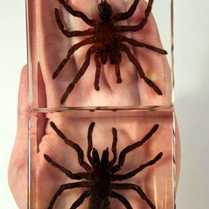 Real Tarantula Selenocosmia Huwena Spider in Clear Lucite Resin Square ...